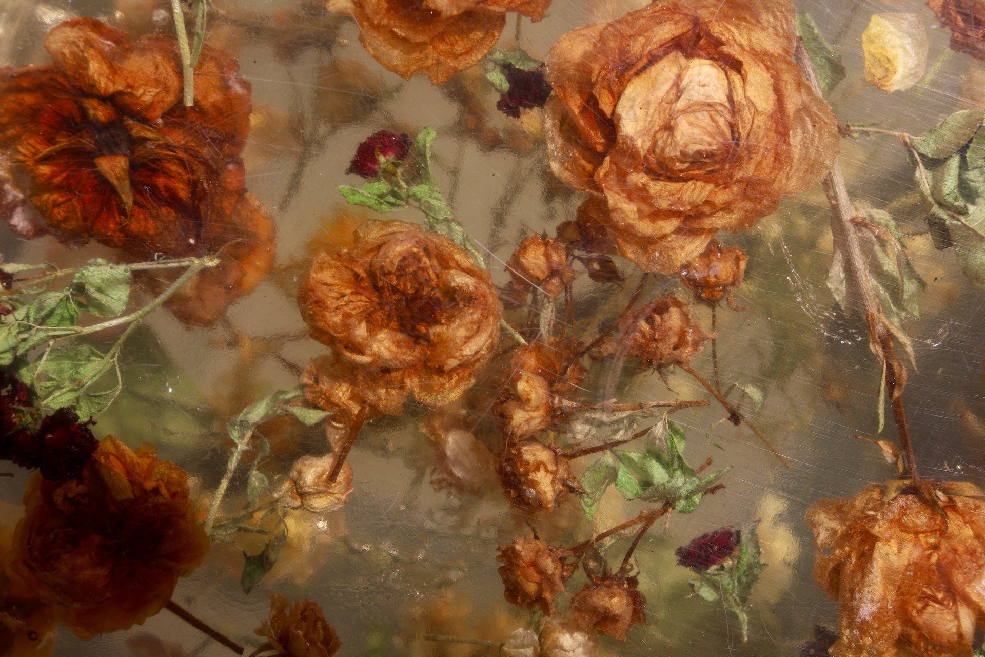 What is the difference between an Essential Oil, Concrete, Absolute ...